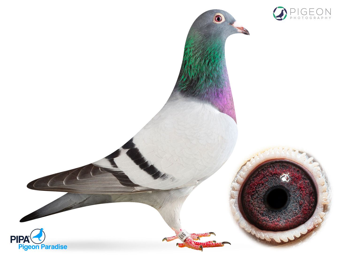 小最佳基特尔凯旋号593 | PIPA