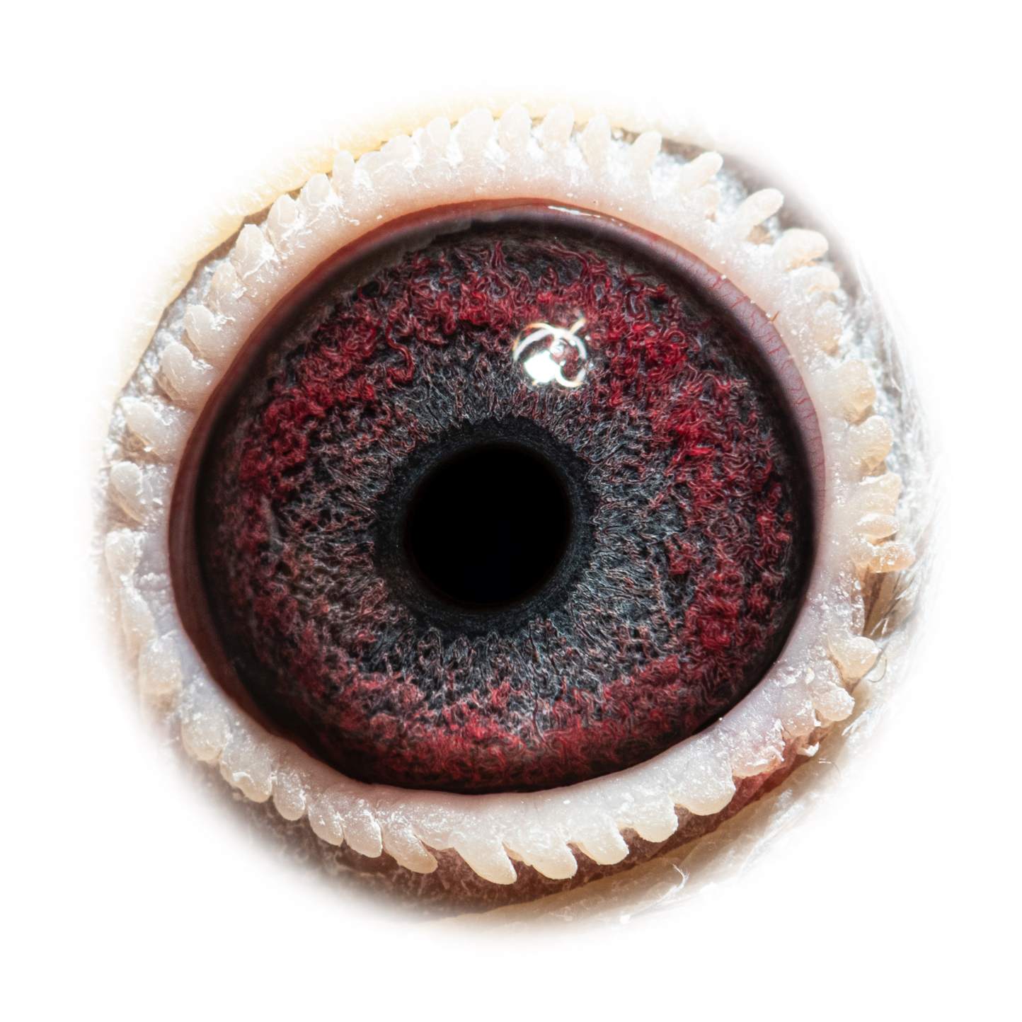 小最佳基特尔凯旋号593 | PIPA