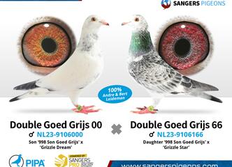 好花直子998回血854 | PIPA